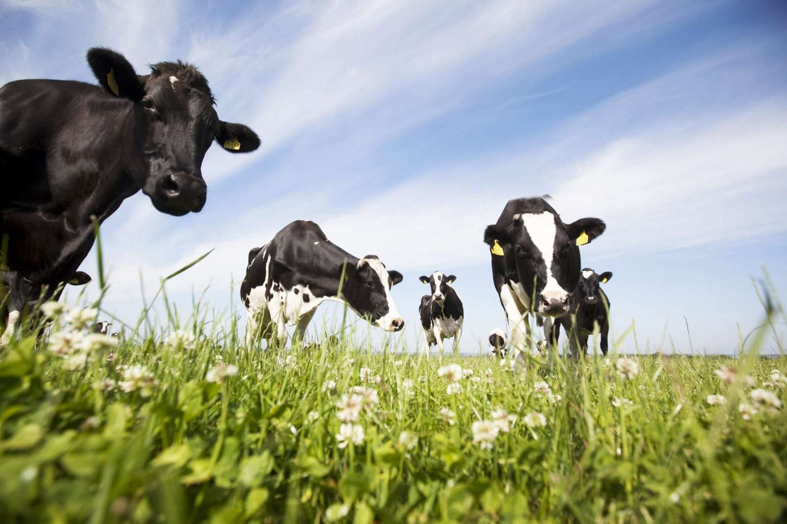 DLG partner in a new ground-breaking project – ‘No-Methane’