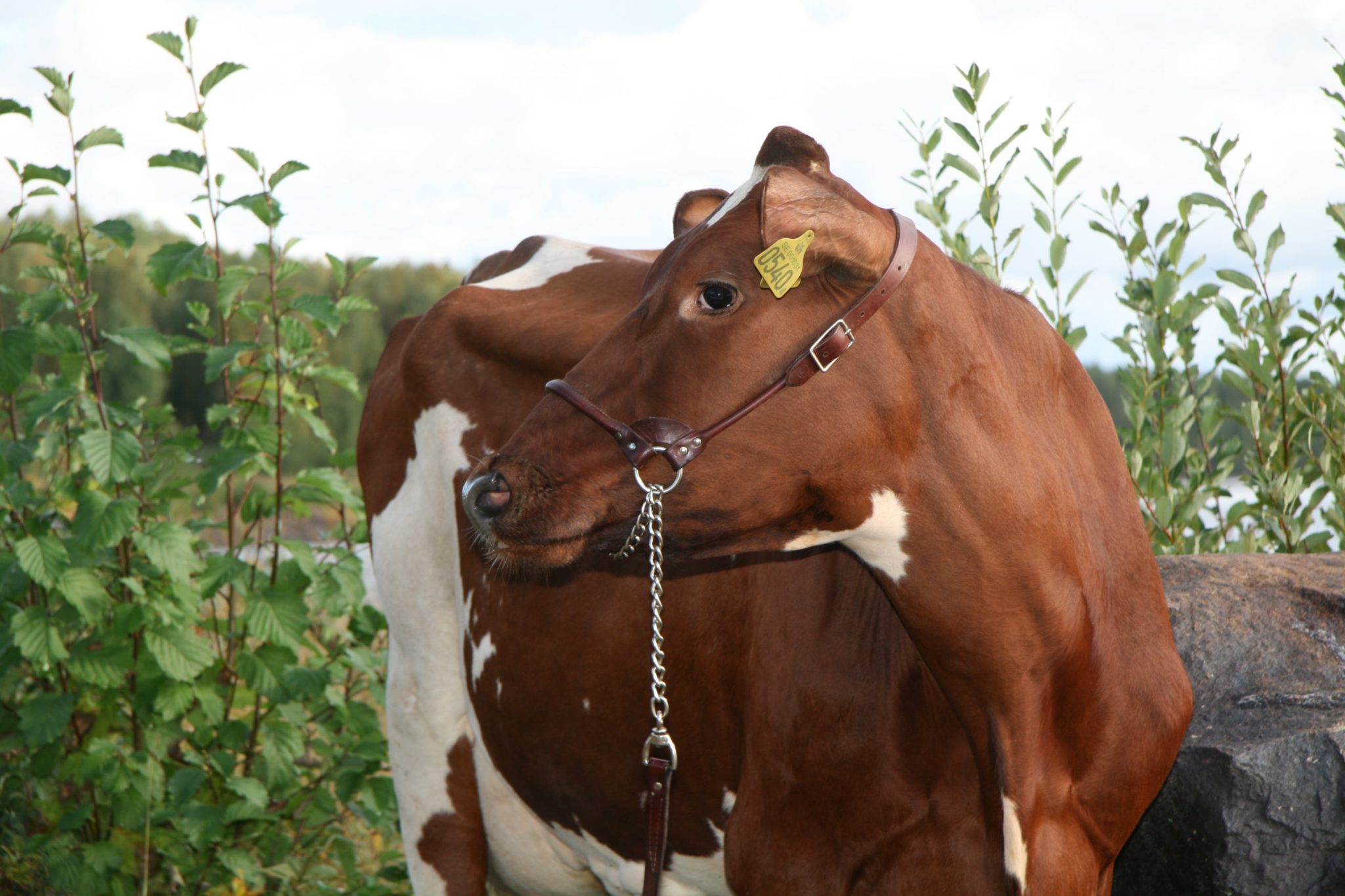 Danish Breeding Company Increases Cattle Productivity