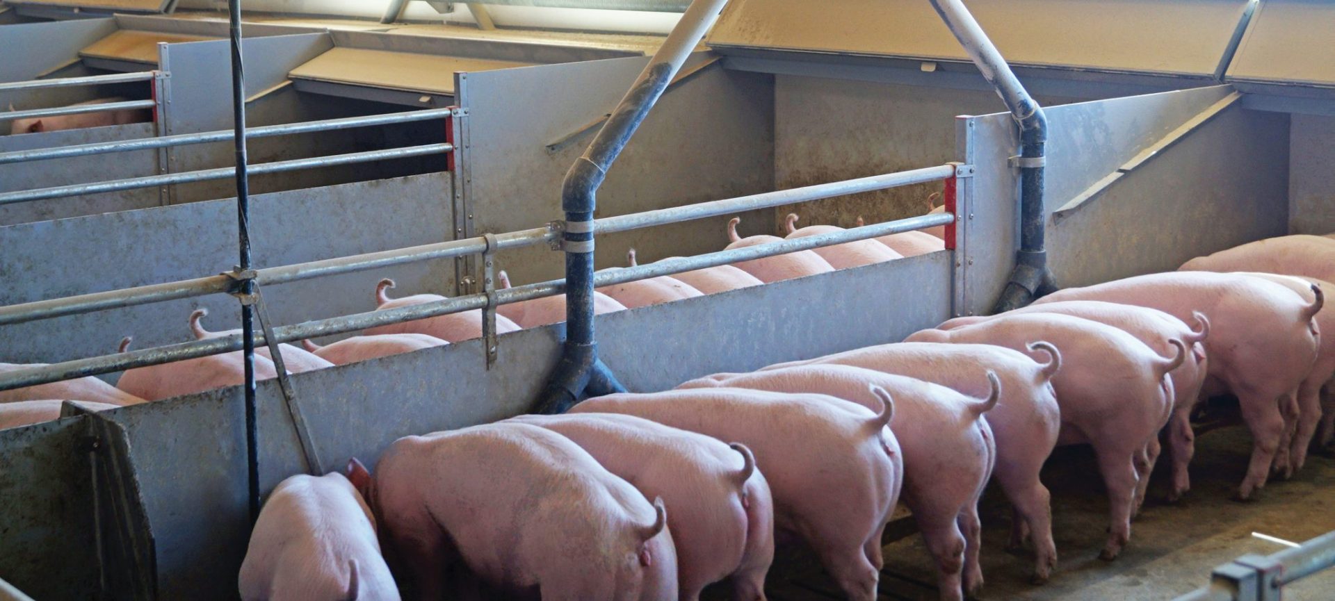 Well-managed Feed Boosts Sustainable Farming