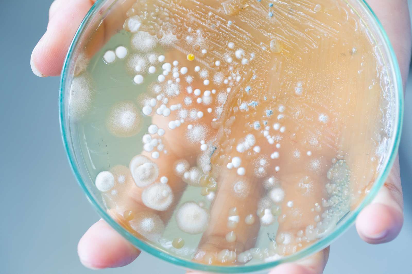 School citizen scientists discovered new species of bacteria