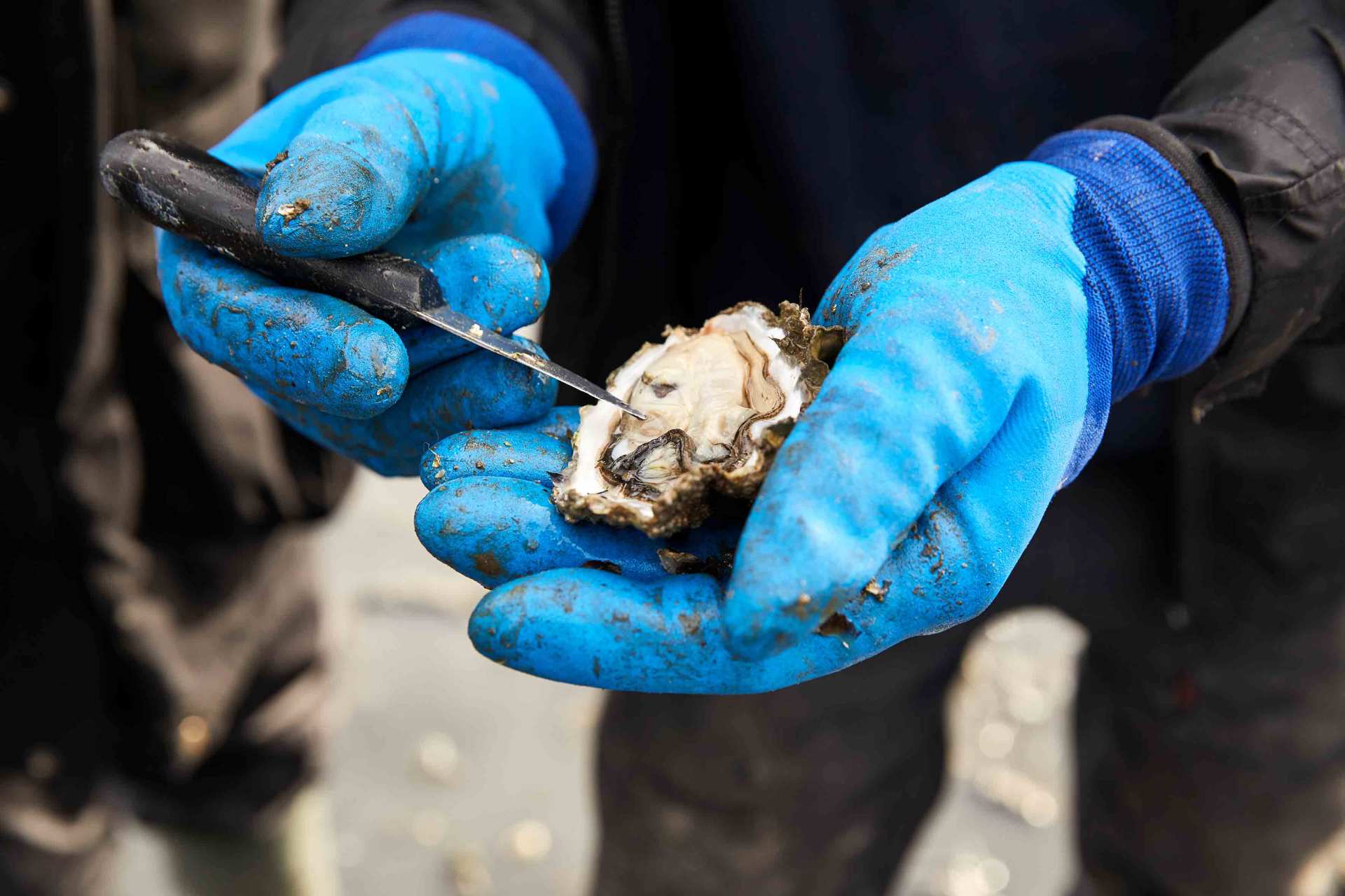 A gastronomic festival for oyster lovers