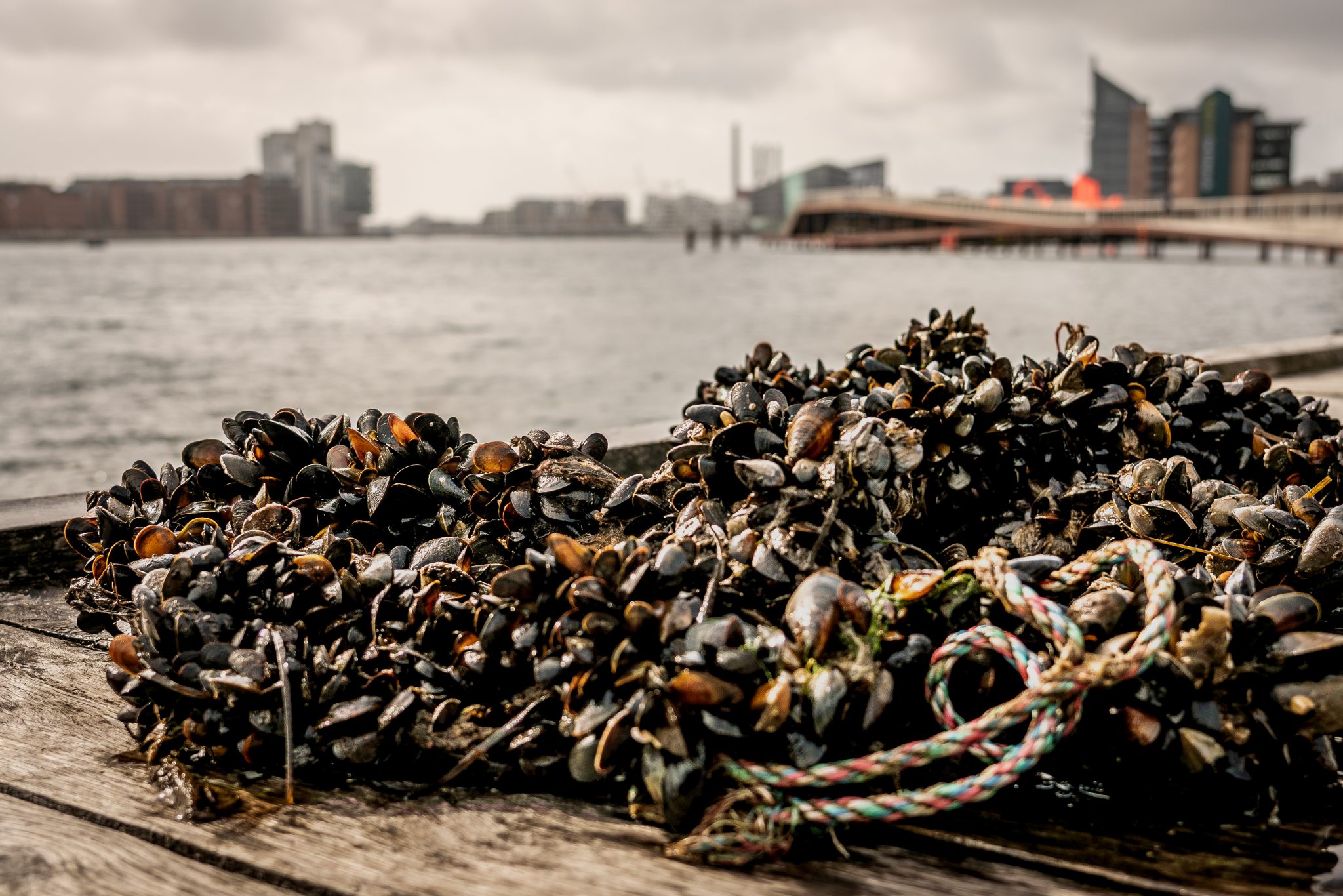 Ocean farmers take over the Nordic countries
