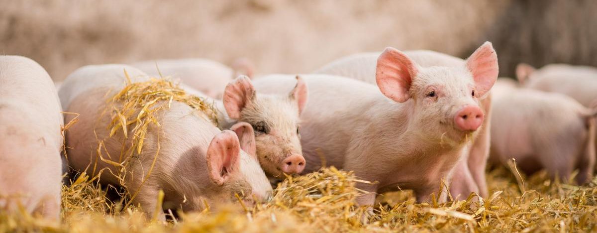 Technology hopes to increase the safety of pig productions throughout ...