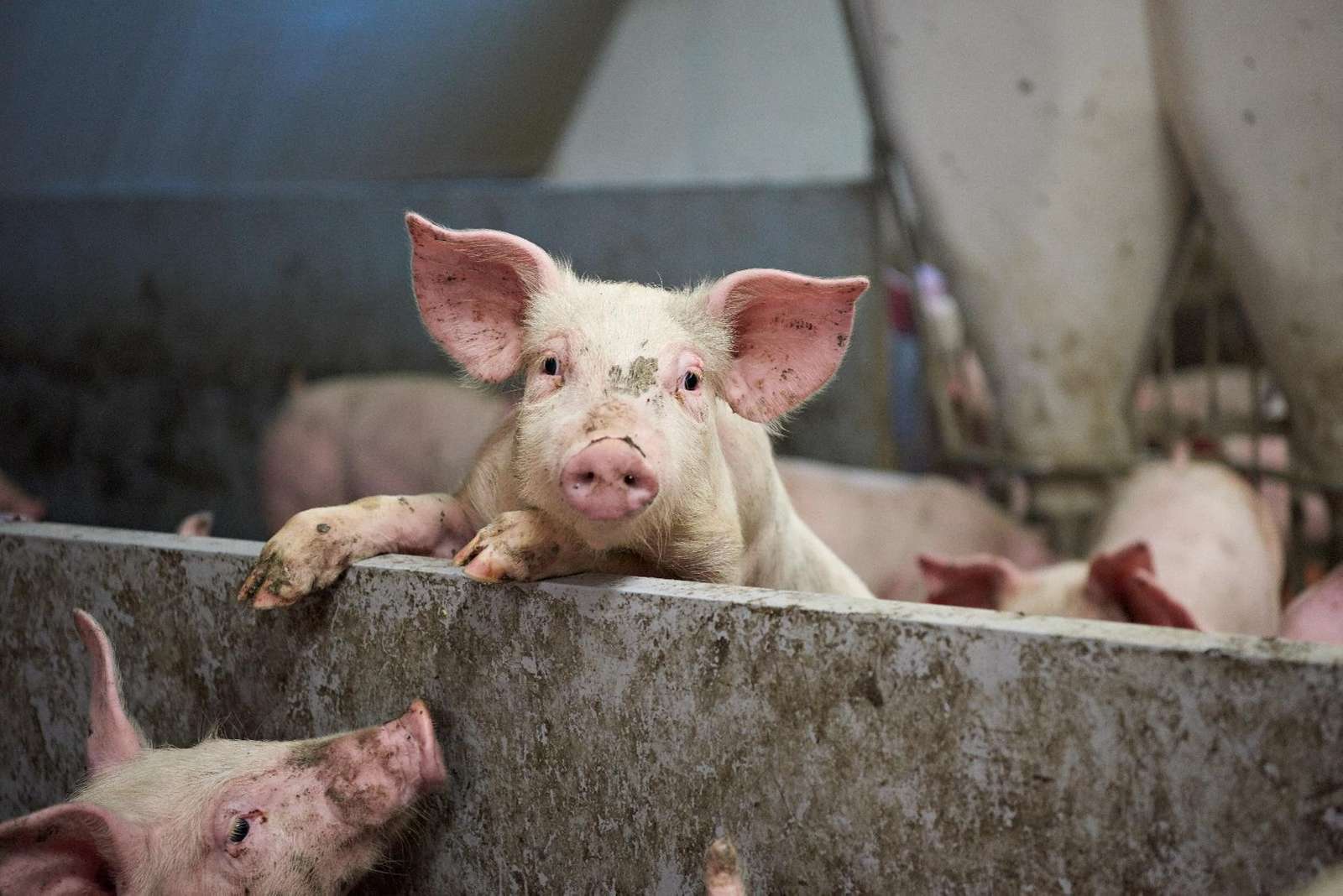 The climate imprint on a Danish pig meat continues to decline