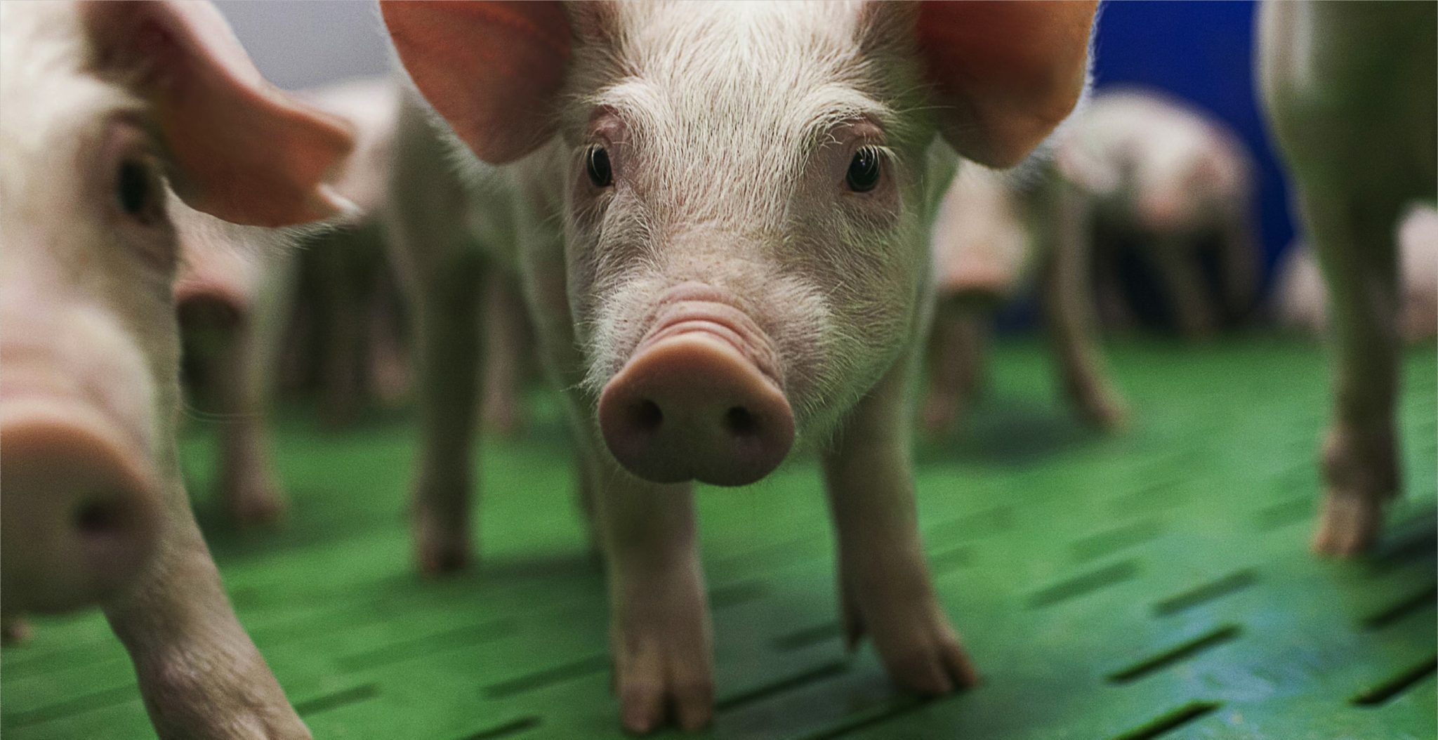 Innovative process leads to lifelong benefits