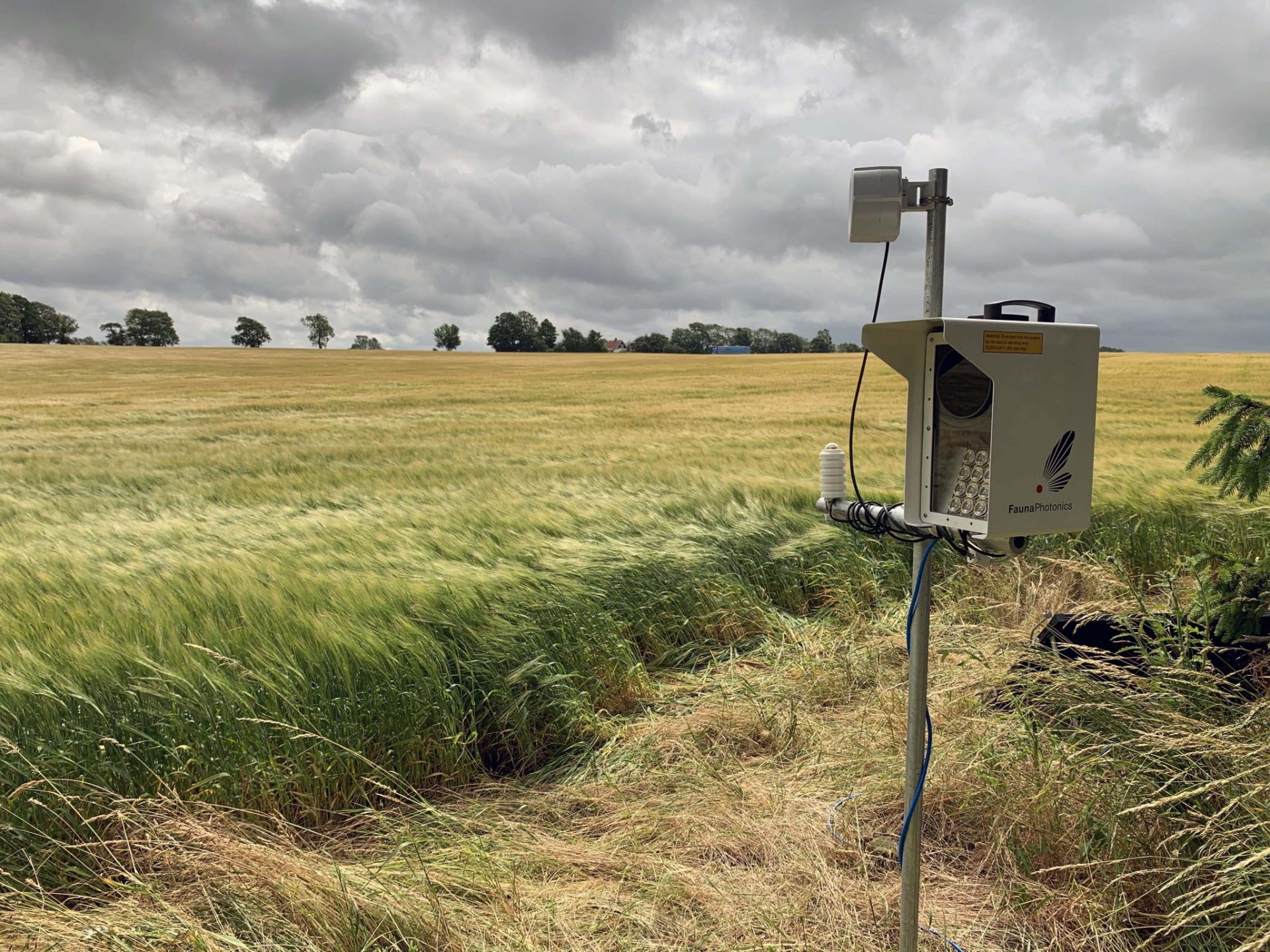 Real-time Insect Monitoring Protects Crops and Biodiversity