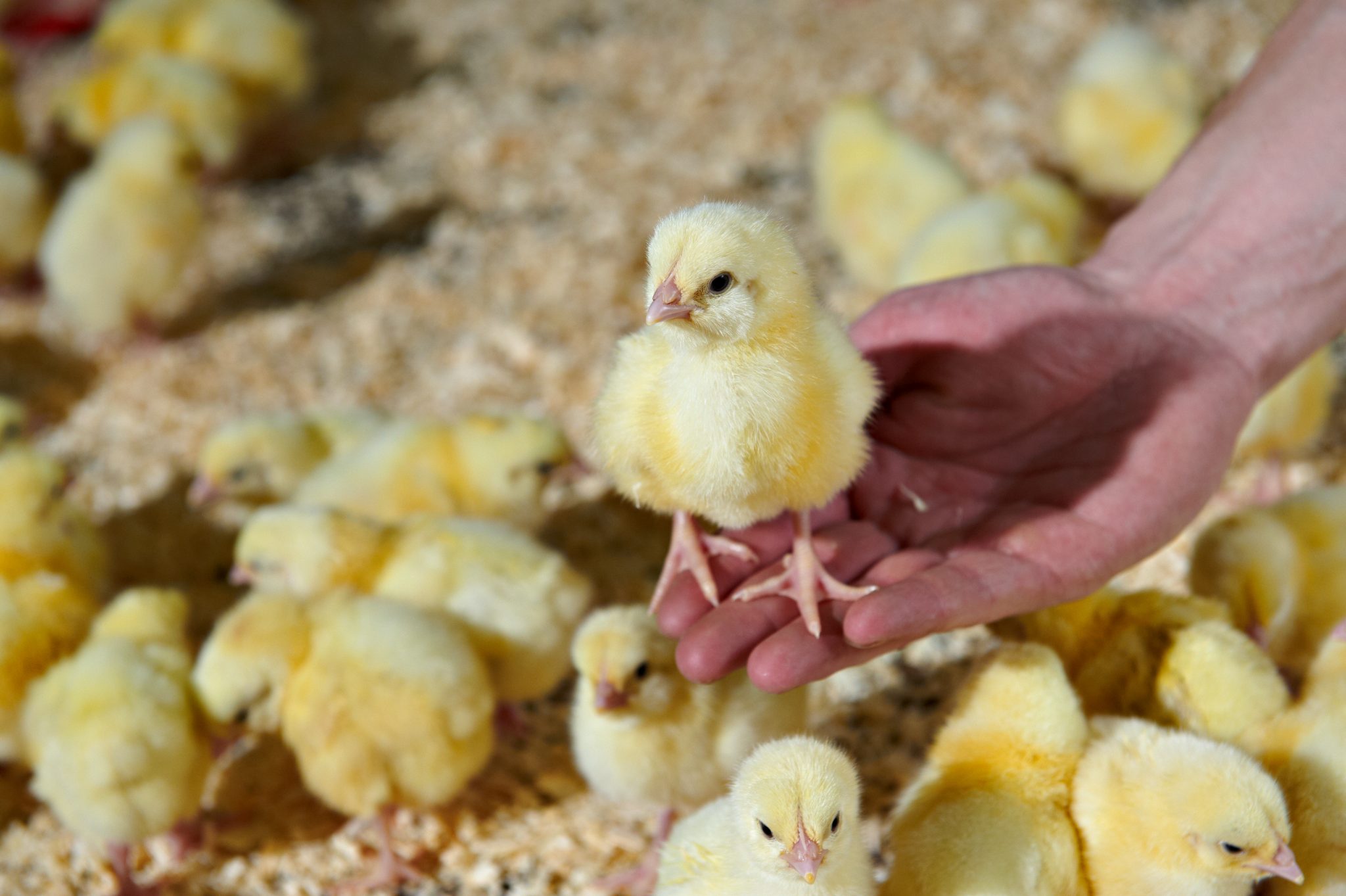 Chicken feed saves the environment from CO2 emisions