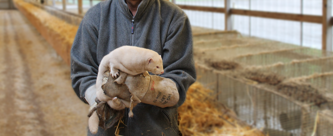 New feeding robot to solve challenges in the mink industry