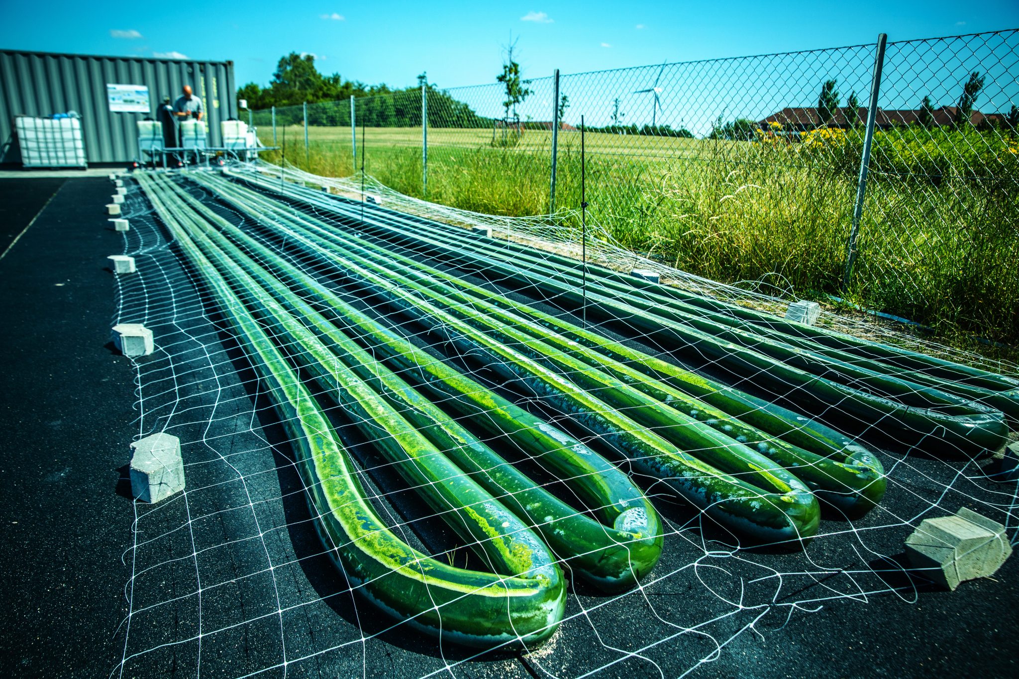 Microalgae - the new feed protein