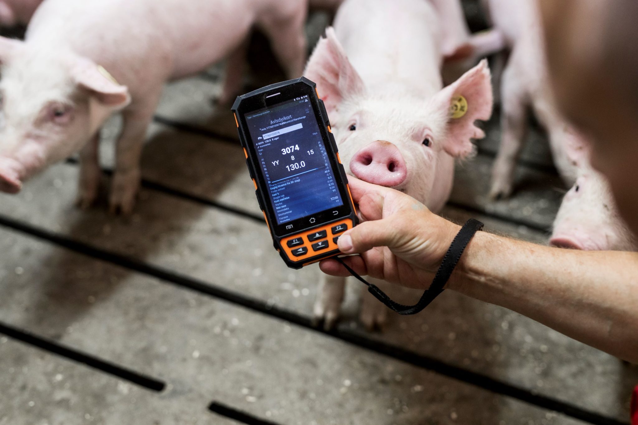 Monitor the home breeding work for optimised production