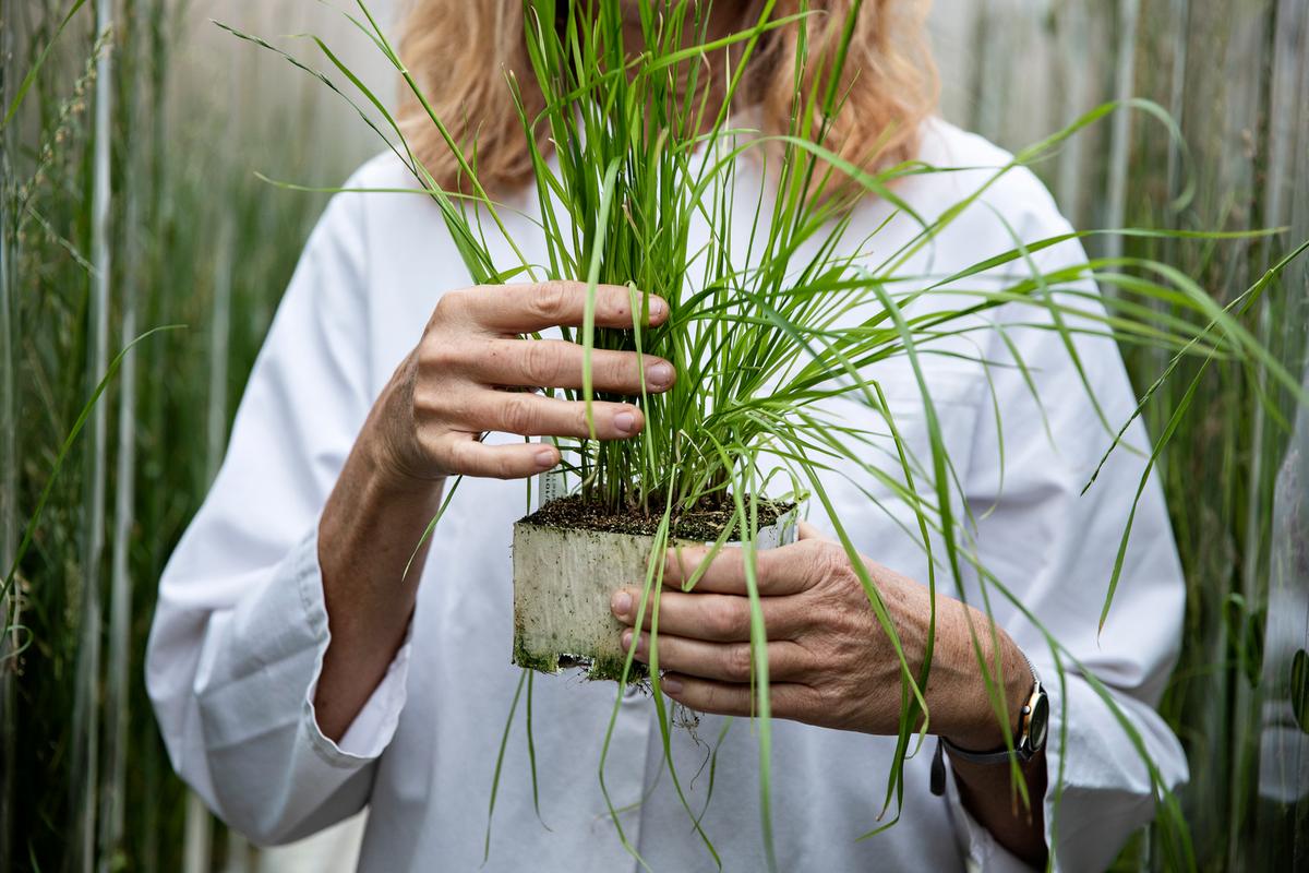 Innovation project to boost root growth against drought