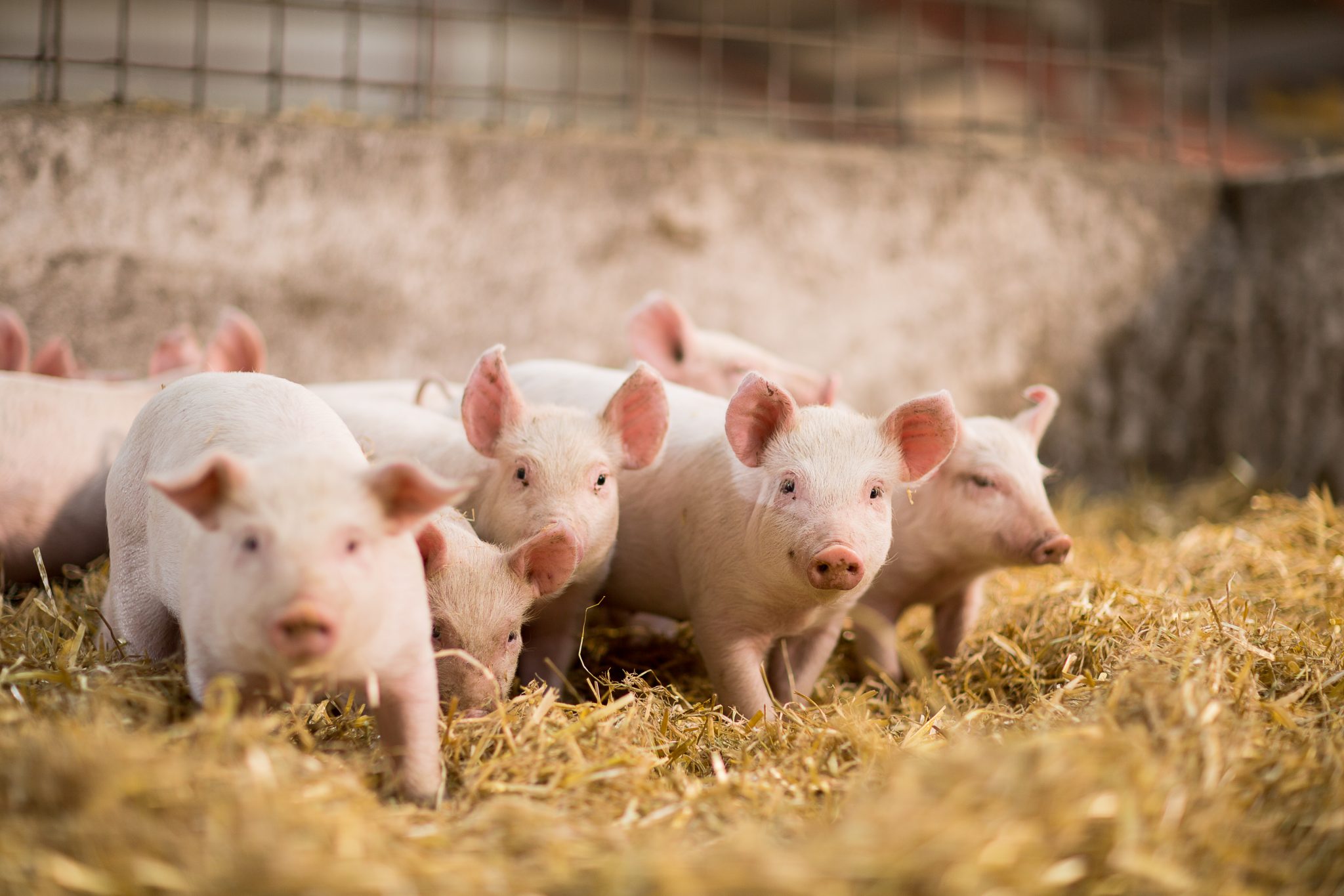 Piglets thrive on the smallest ingredients